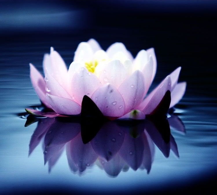 La ninfea – Enigmi e giochi matematici